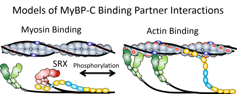 Myosin Binding Protein-C (MyBP-C) | Warshaw Laboratory – University of ...